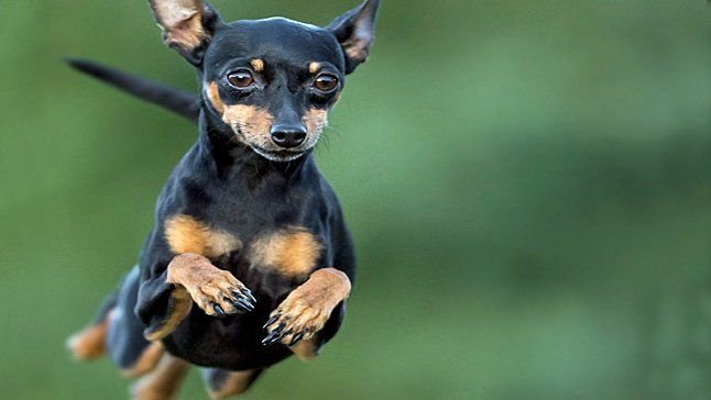 ᐉ 15 razas de perros pequeños mini toy DESCÚBRELOS